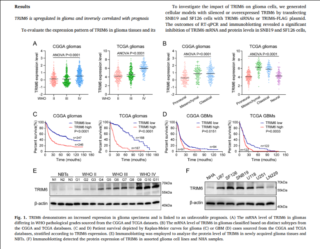 How to Write the Results Section: Key Points and Structure